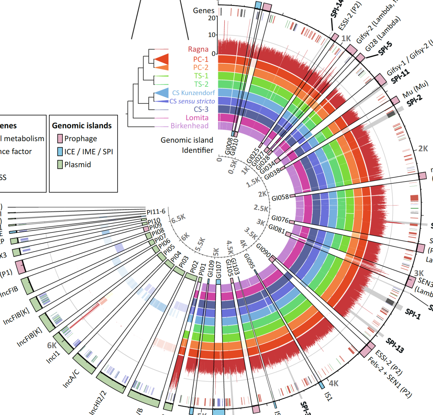 An 800-years-old Salmonella genome, and a lovely anvi'o figure